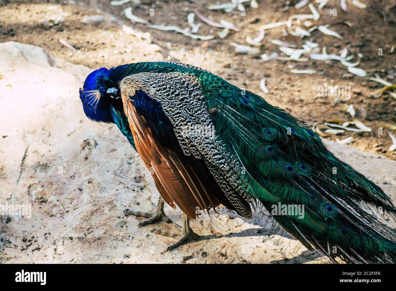 View of Indian peafowl, blue peafowl, is a peafowl species native to ...