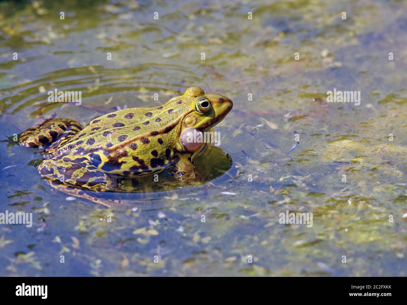 Menacing frog hi-res stock photography and images - Alamy