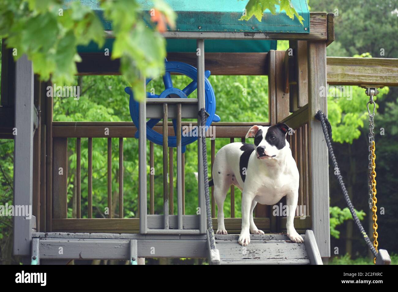 Small dog in a Treehouse Stock Photo - Alamy