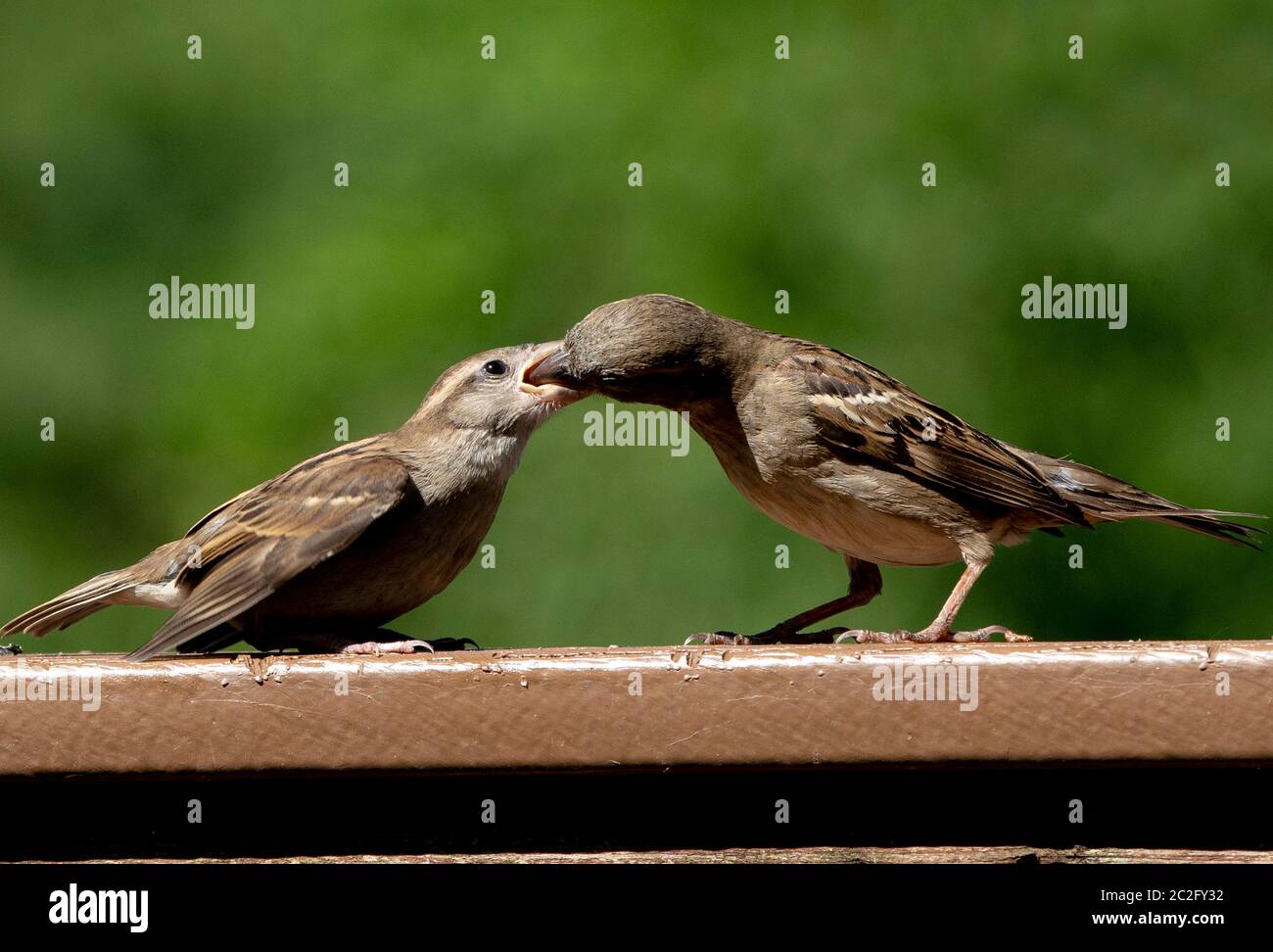 Kiss feeding hi-res stock photography and images - Alamy