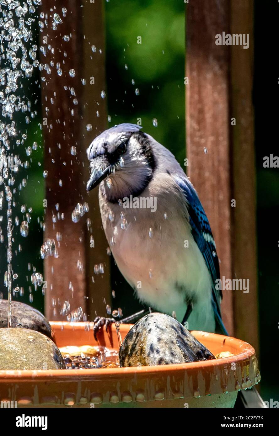 Getting wet by fountain hi-res stock photography and images - Alamy