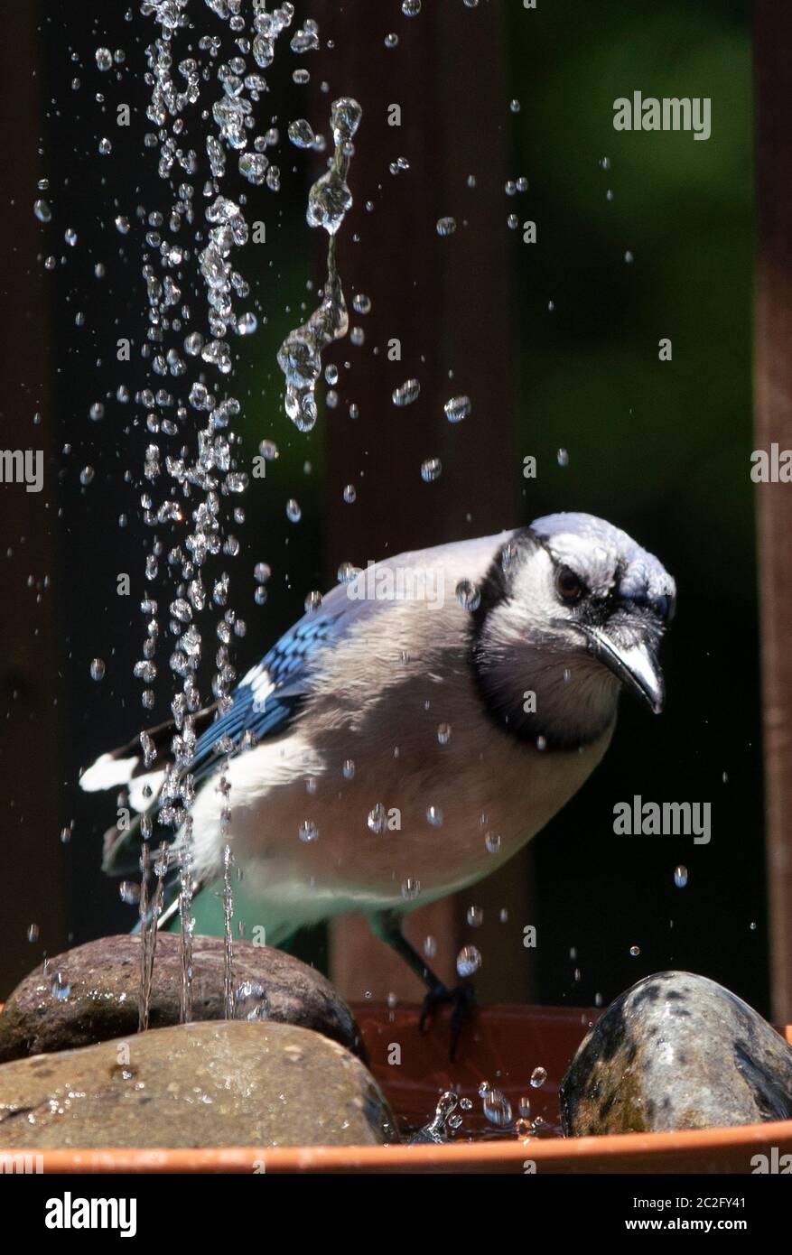 Wter bird hi-res stock photography and images - Alamy