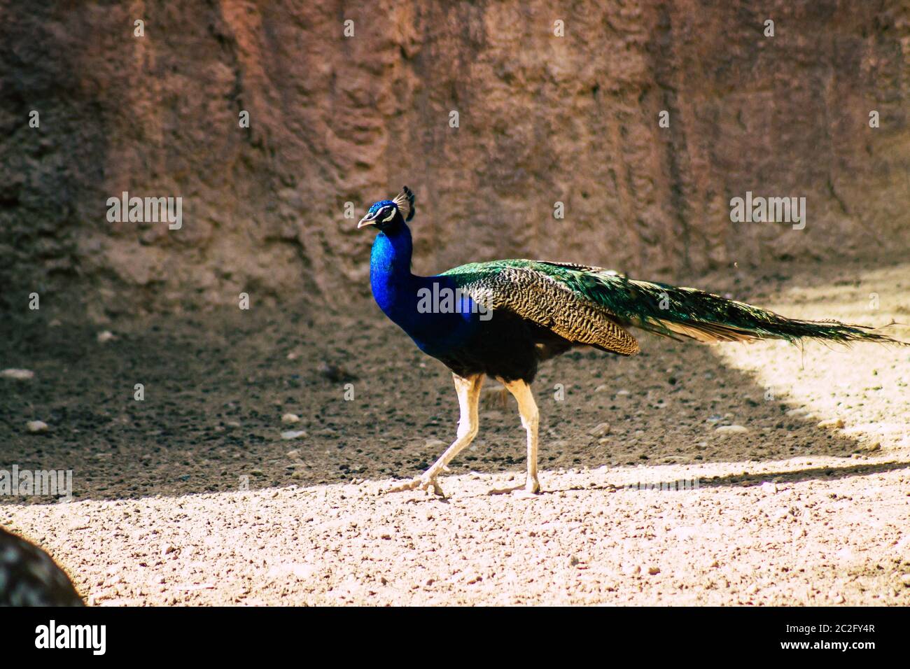 View of Indian peafowl, blue peafowl, is a peafowl species native to ...