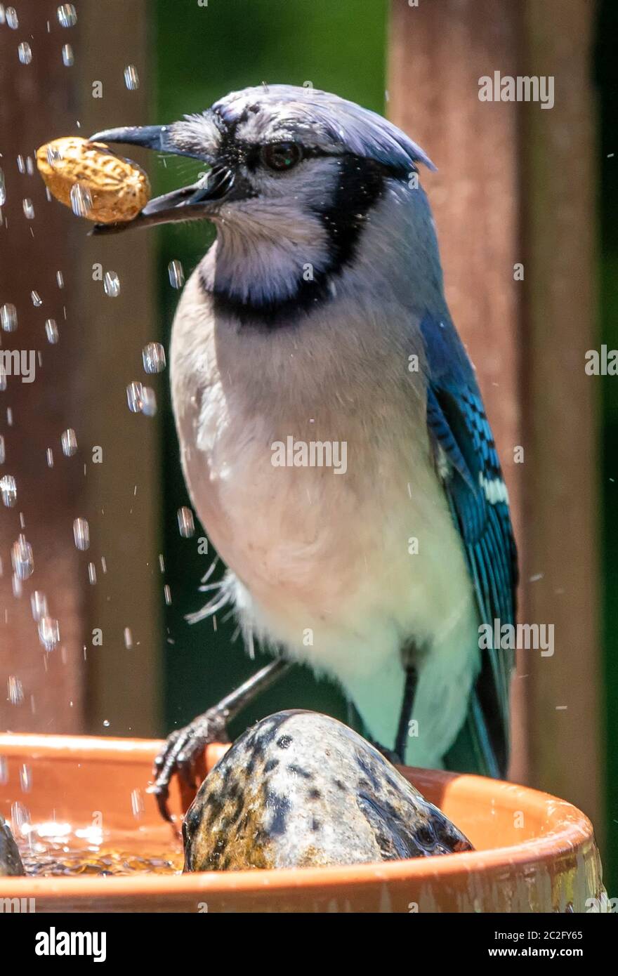 Wet nut in the mouth Stock Photo - Alamy
