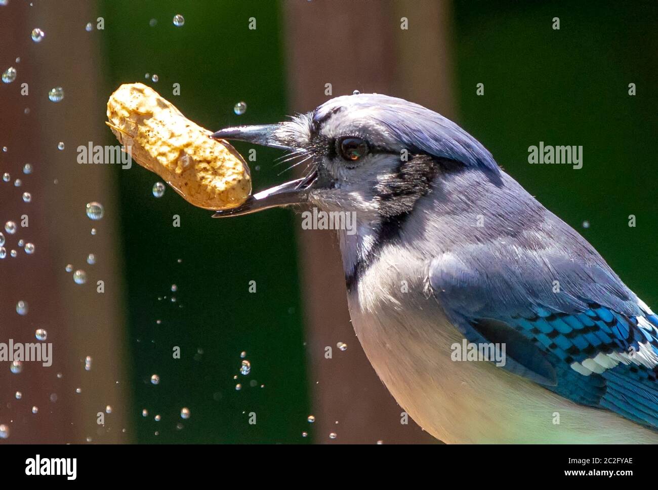 Wet peanut hi-res stock photography and images - Alamy