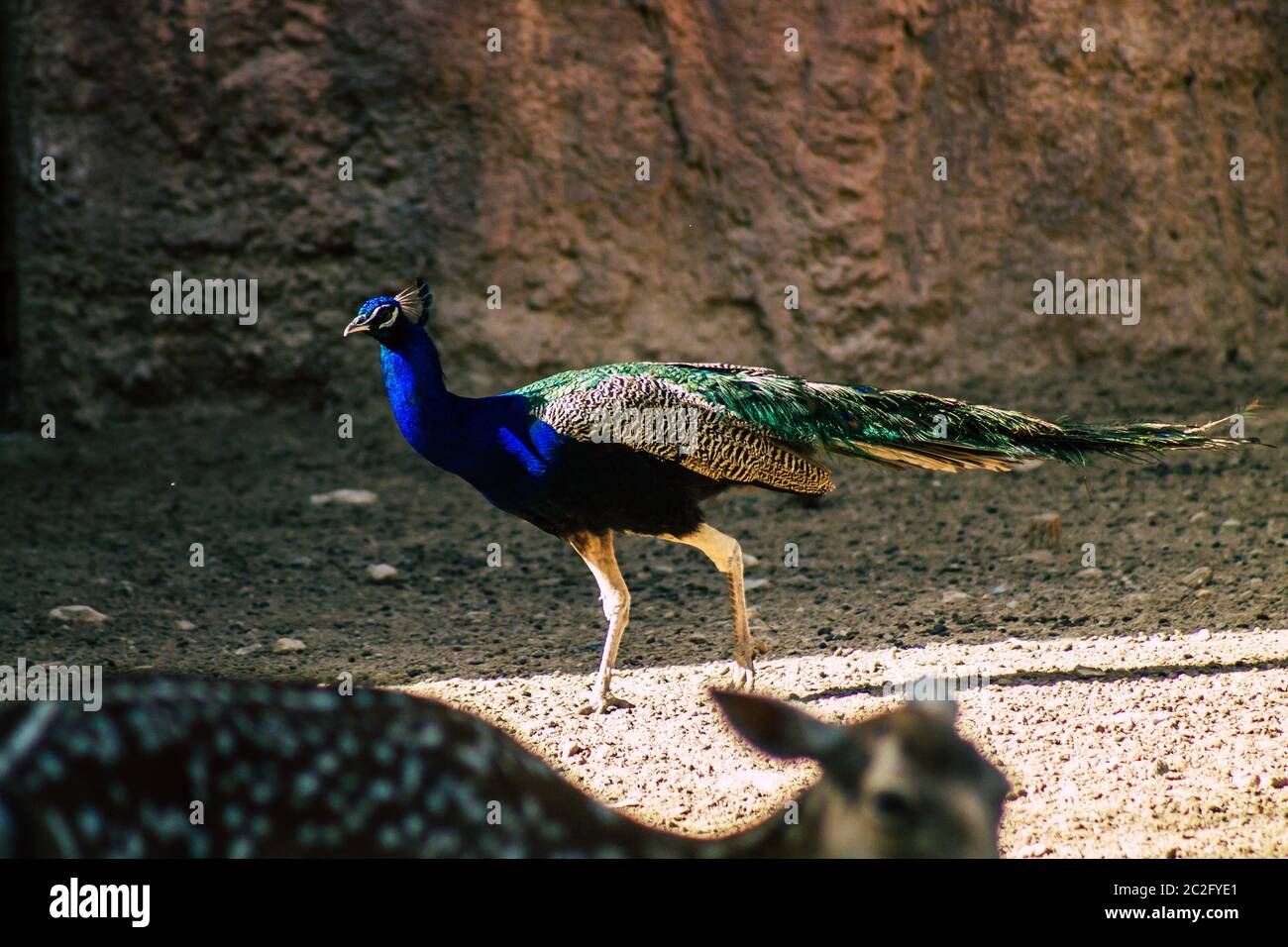 View of Indian peafowl, blue peafowl, is a peafowl species native to ...
