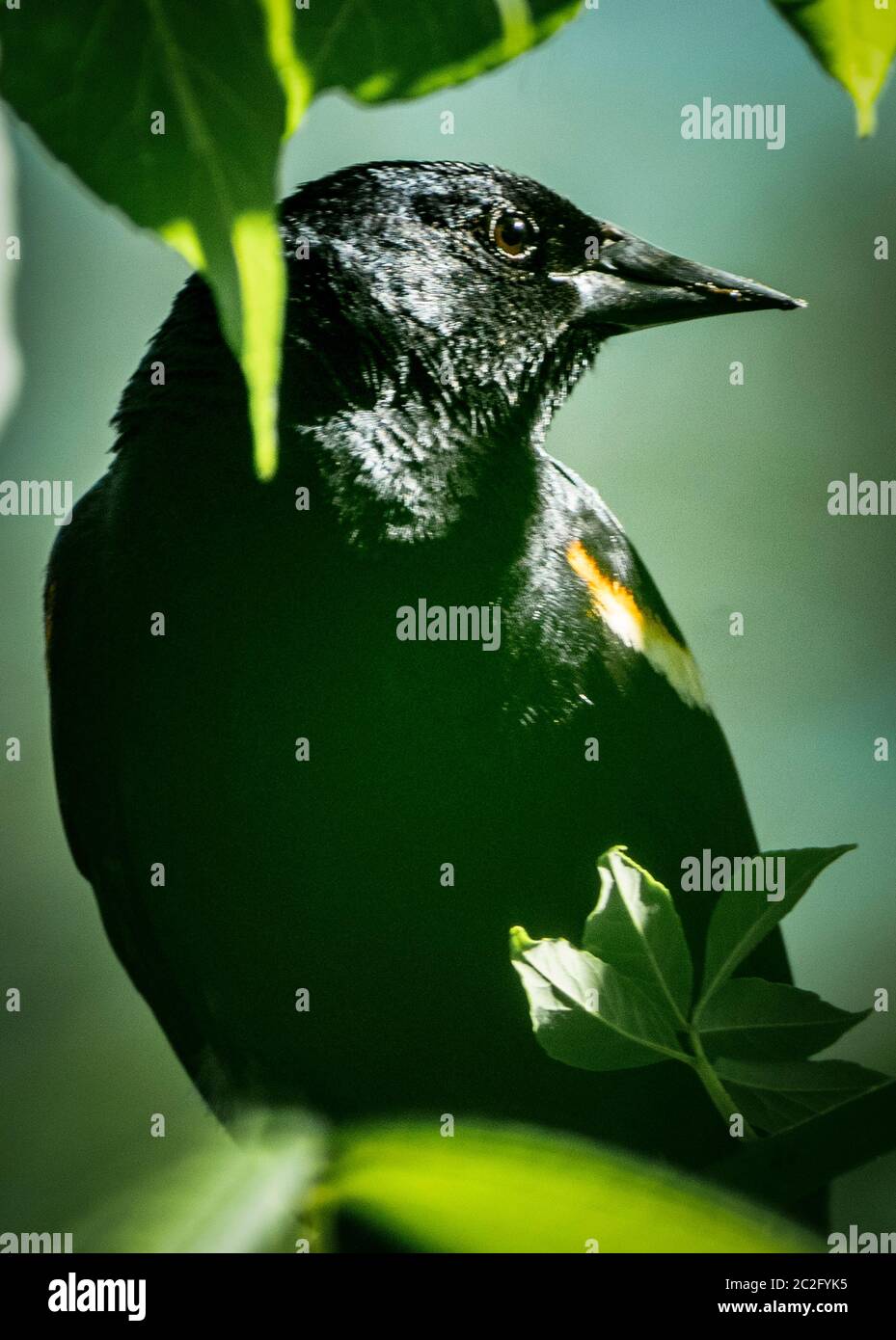 Showing the good side Stock Photo - Alamy