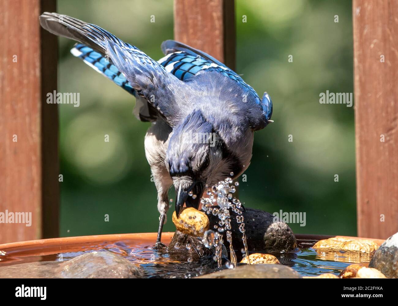 Nut and water hi-res stock photography and images - Alamy