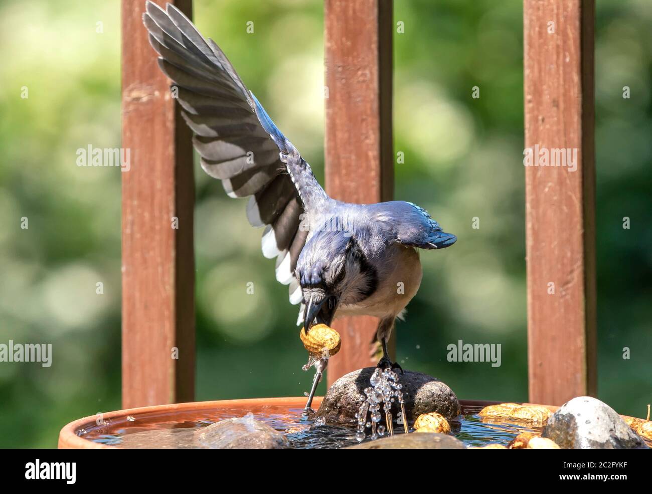 One wing up Stock Photo - Alamy