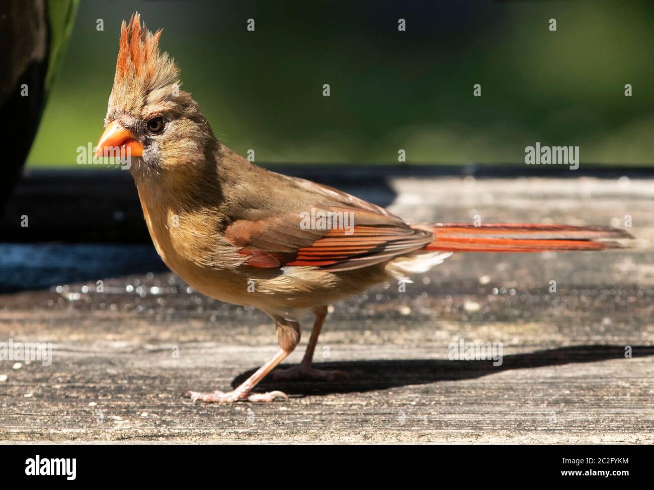 Red bird on the deck Stock Photo - Alamy
