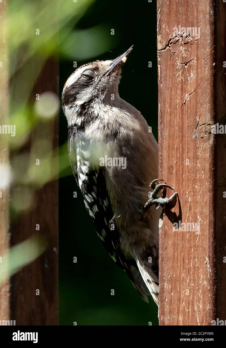 Downey woodpecker on bird hi-res stock photography and images - Alamy