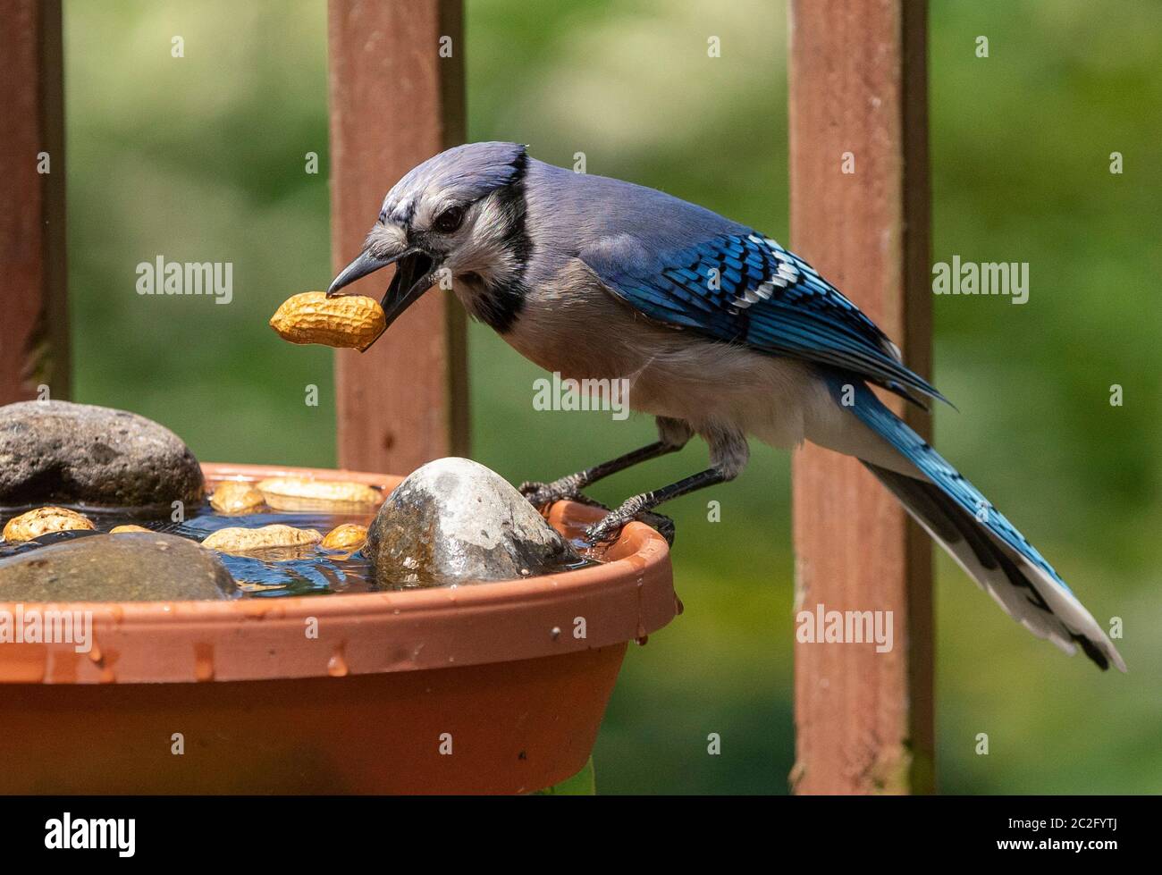 Fishing for nuts Stock Photo - Alamy