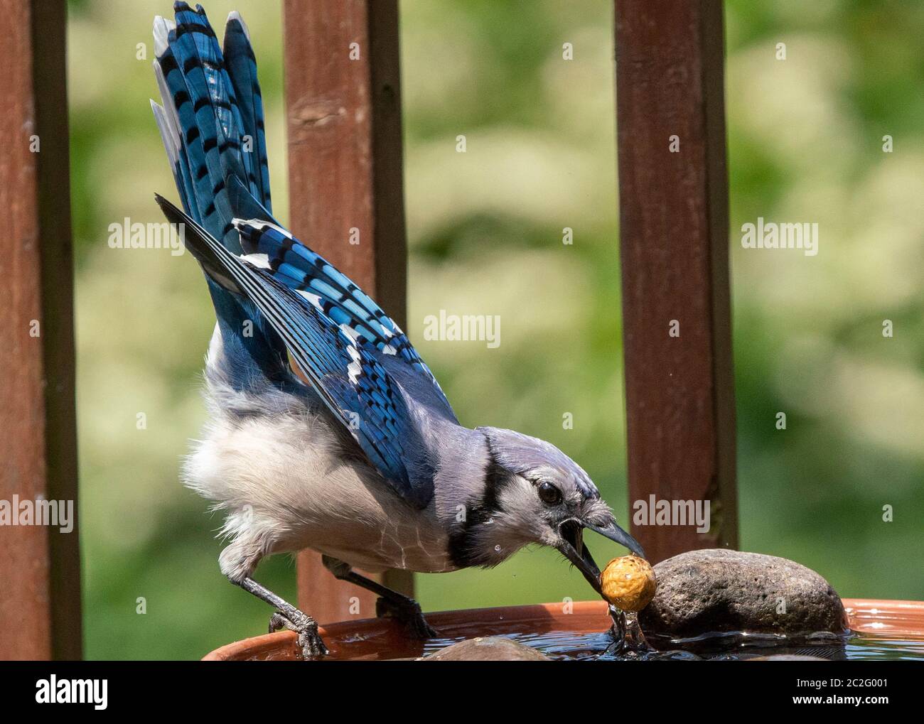 Wet Peanut High Resolution Stock Photography and Images - Alamy