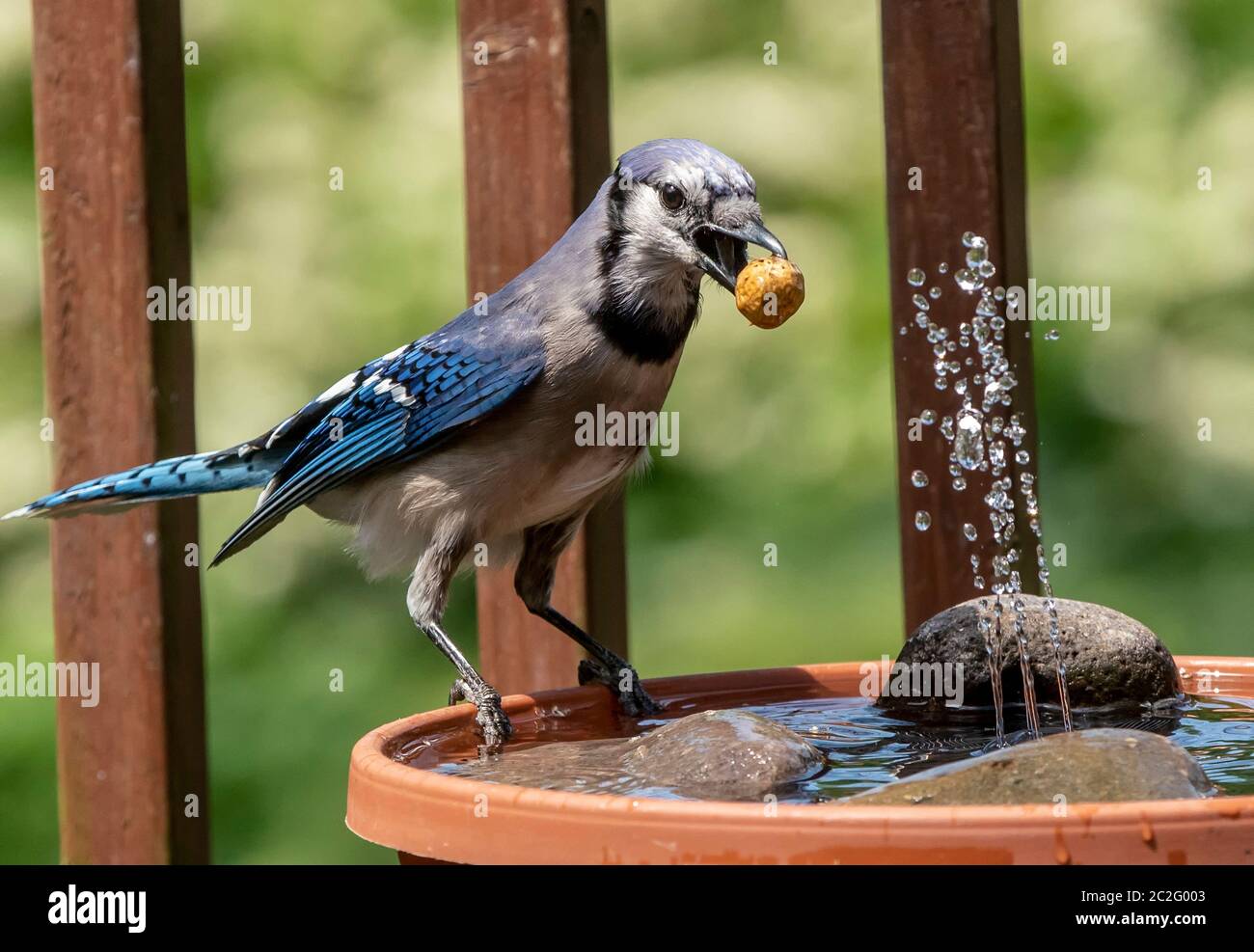 Got his nut Stock Photo - Alamy