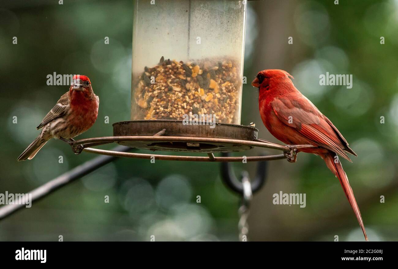 All red hi-res stock photography and images - Alamy