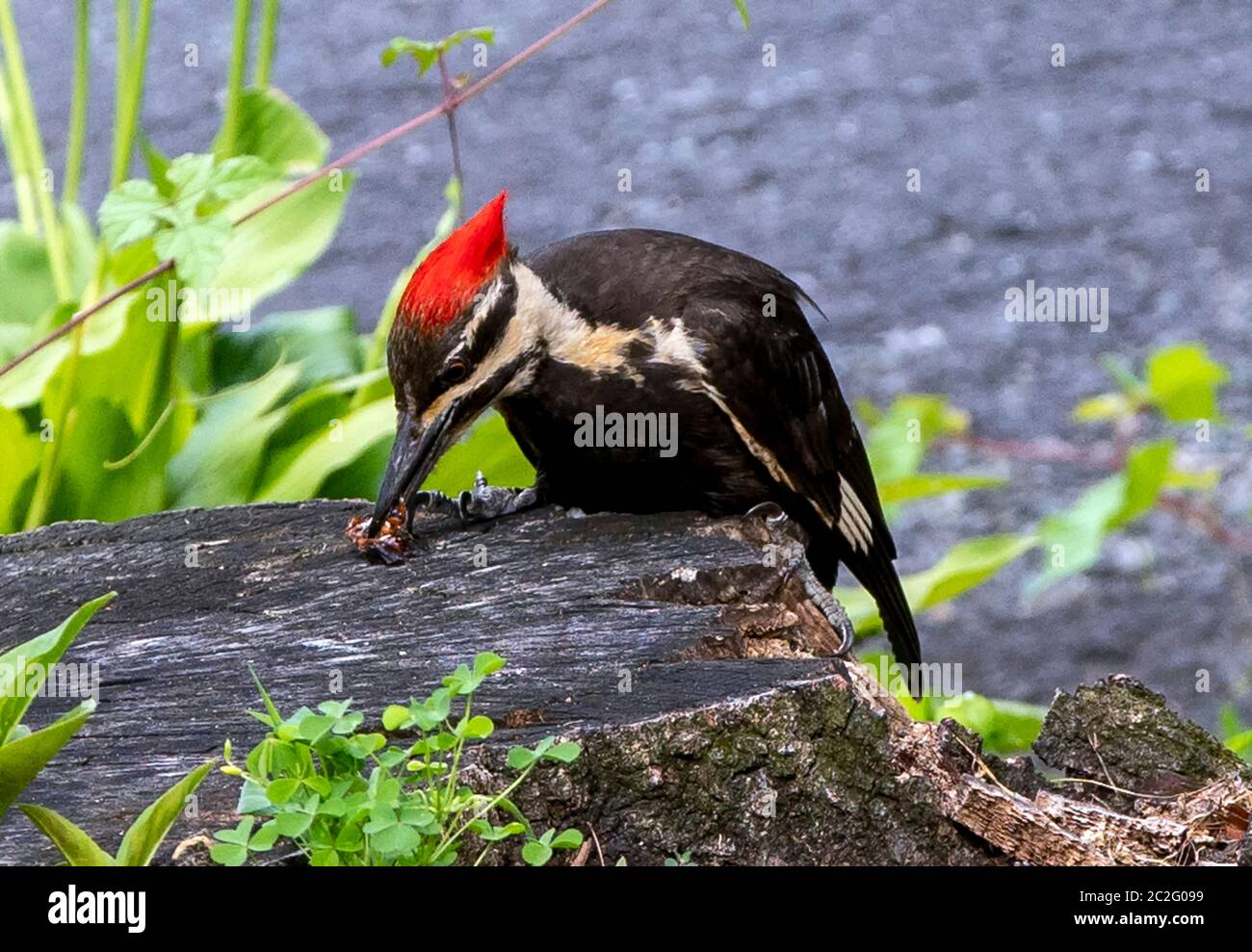 Caught a bug Stock Photo - Alamy