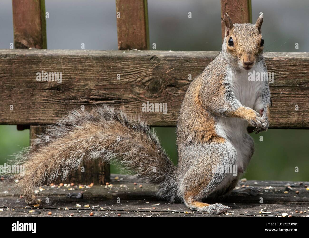 Sitting pretty hi-res stock photography and images - Alamy