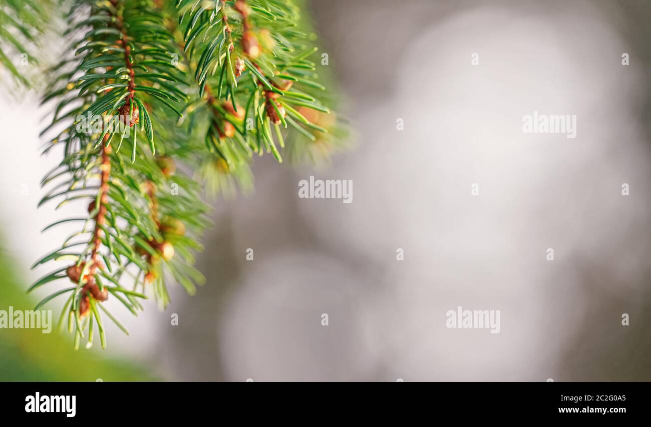 Fir cone depth of field hi-res stock photography and images - Alamy