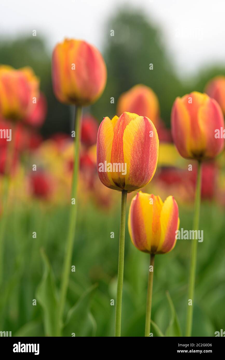 Summer tulip hi-res stock photography and images - Alamy