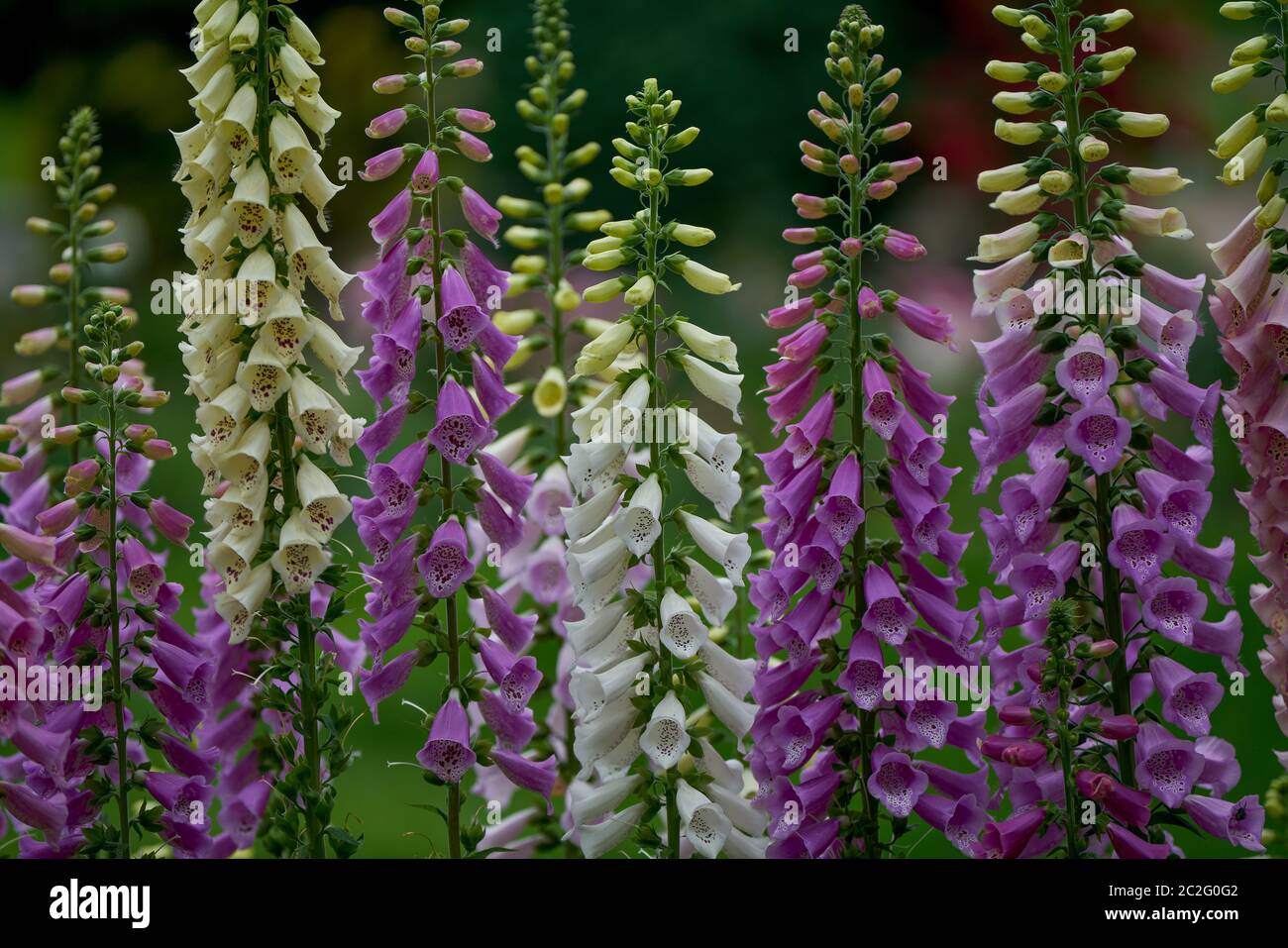 multicolor Digitalis purpurea, the foxglove or common foxglove flowers ...