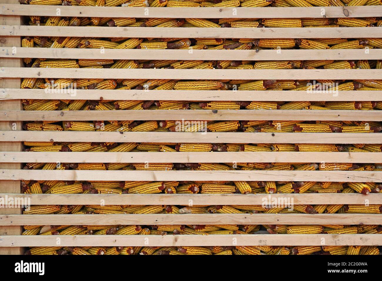 Storage of corn in the barn hi-res stock photography and images - Alamy