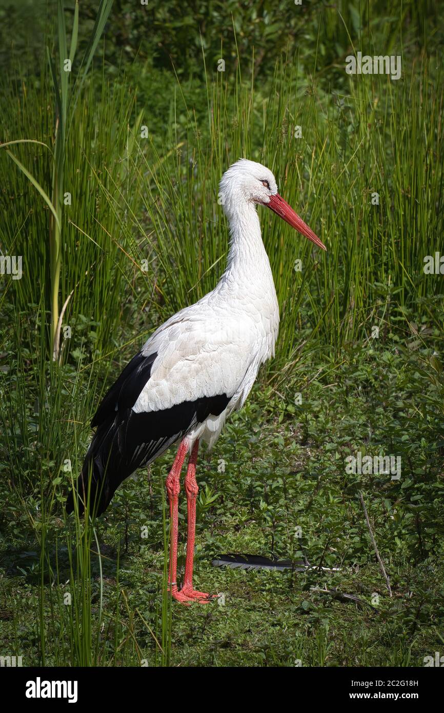 Stork in Pose Stock Photo - Alamy