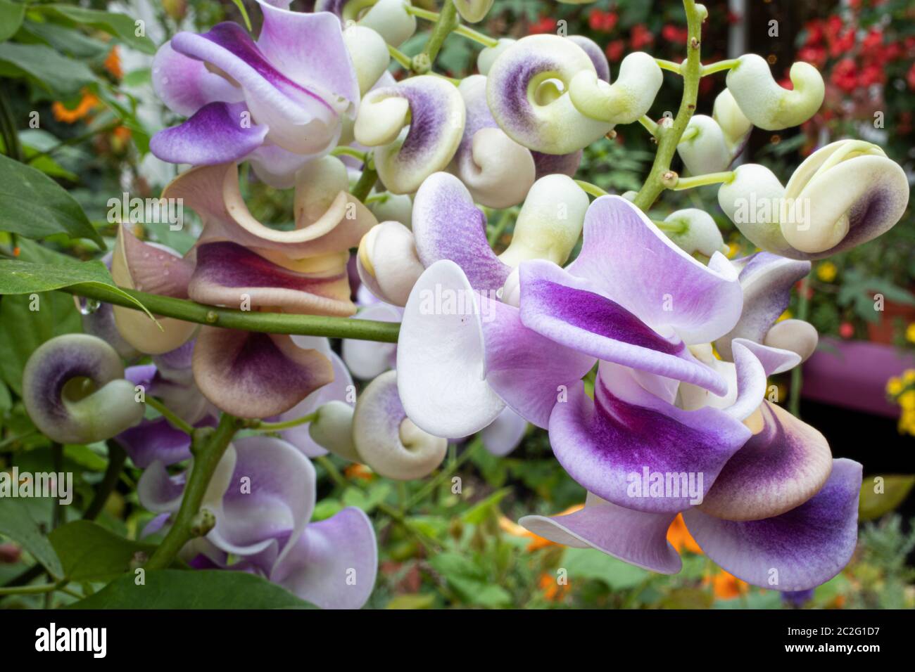 Vigna caracalla hi-res stock photography and images - Alamy