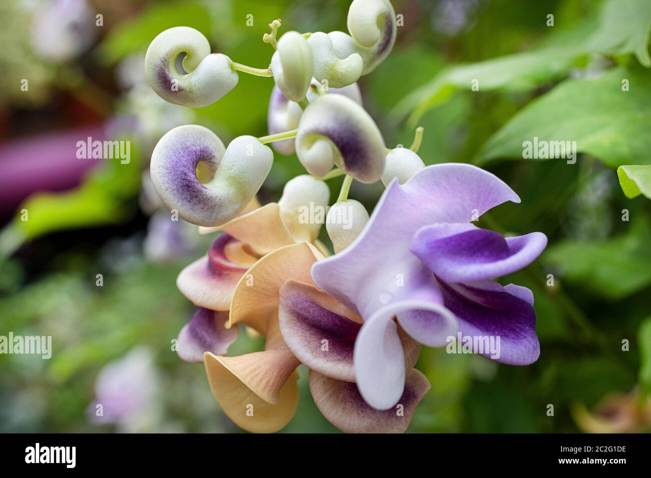 Vigna Caracalla - snail vine Stock Photo - Alamy