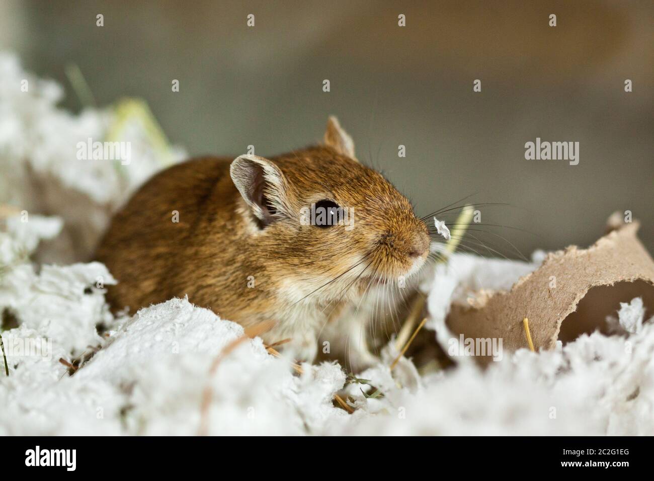 Mongolian gerbils (Meriones Stock Photo - Alamy