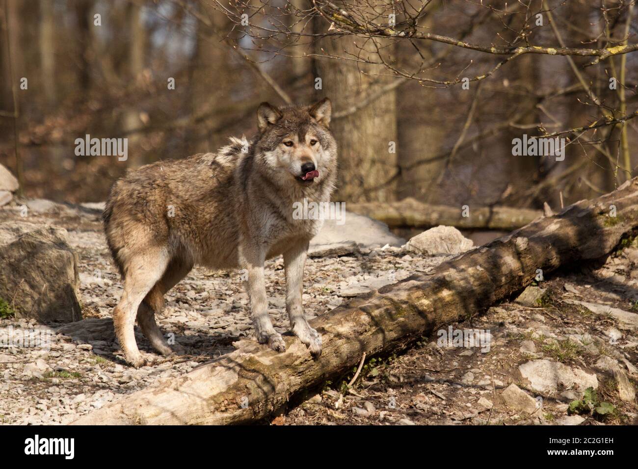 Eastern canadian red wolf hi-res stock photography and images - Alamy