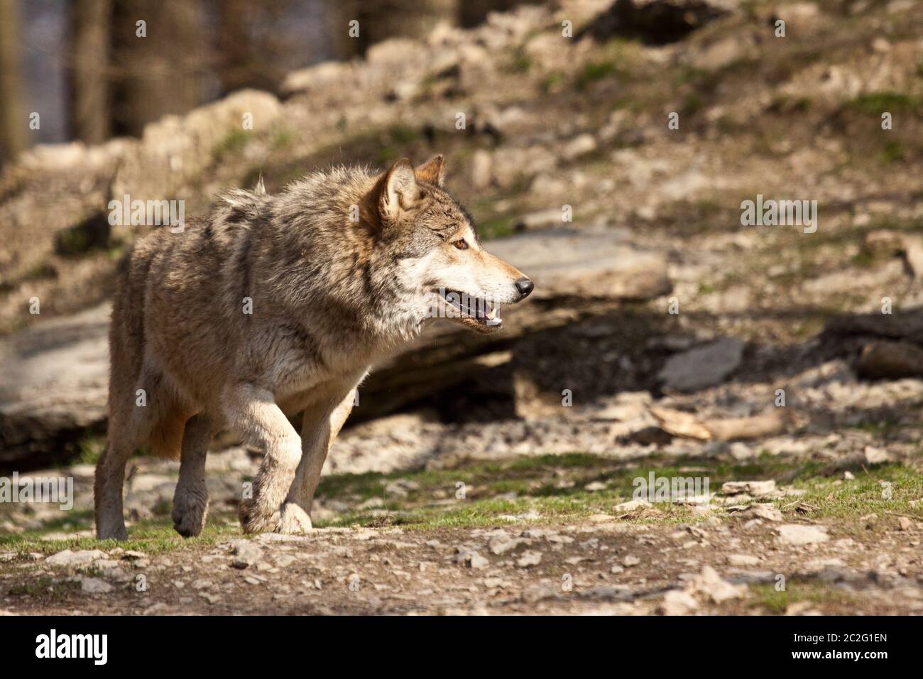 Eastern canadian red wolf hi-res stock photography and images - Alamy