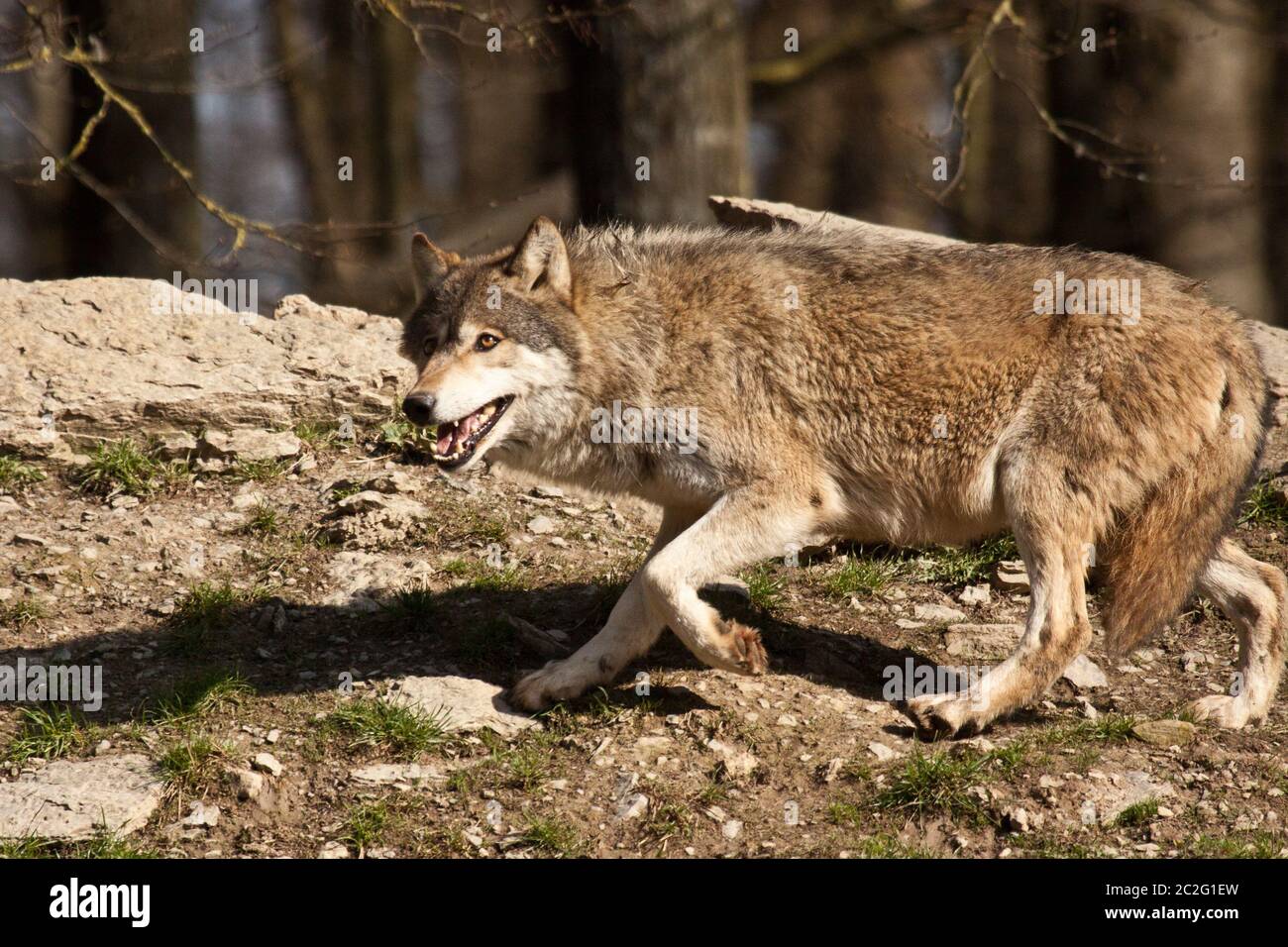 Eastern Wolf or american grey wolf (Canis lupus lycaon Stock Photo - Alamy