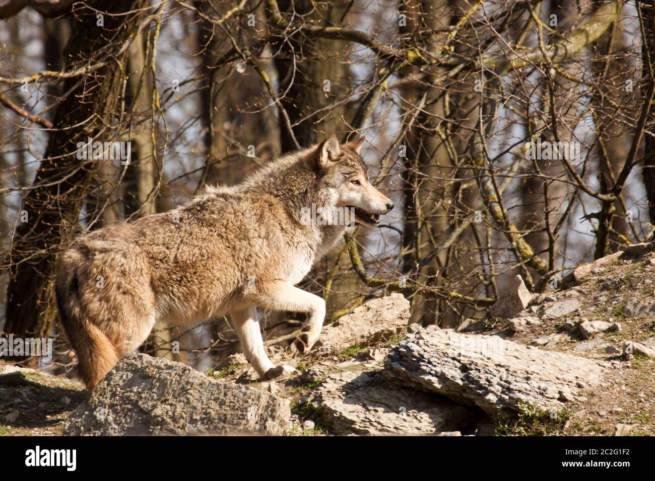 Eastern Wolf or american grey wolf (Canis lupus lycaon Stock Photo - Alamy