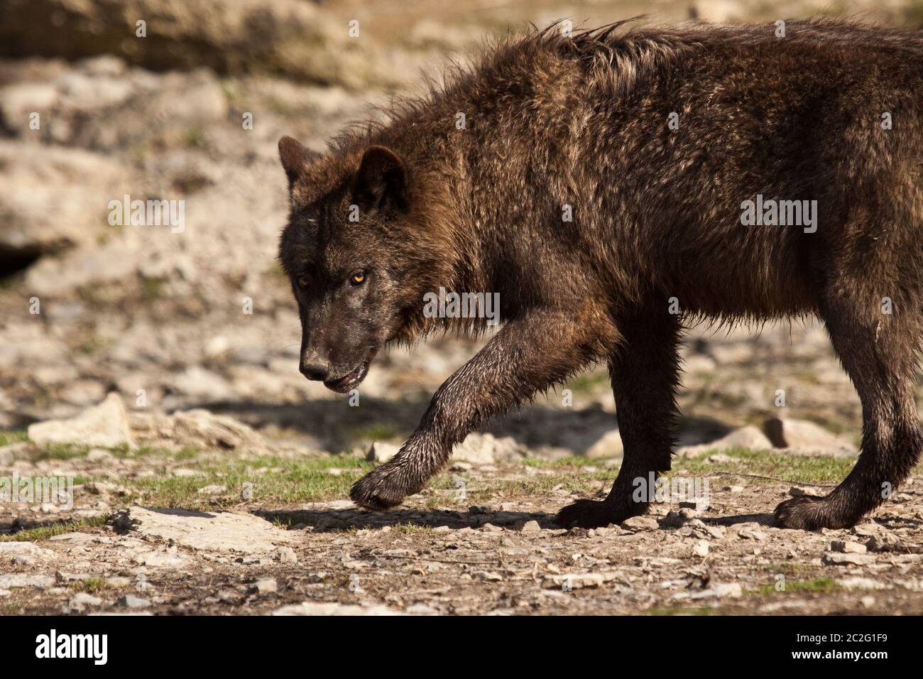 Eastern Wolf or american grey wolf (Canis lupus lycaon Stock Photo - Alamy