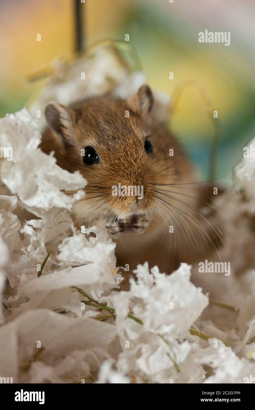 Mongolian gerbils (Meriones Stock Photo - Alamy