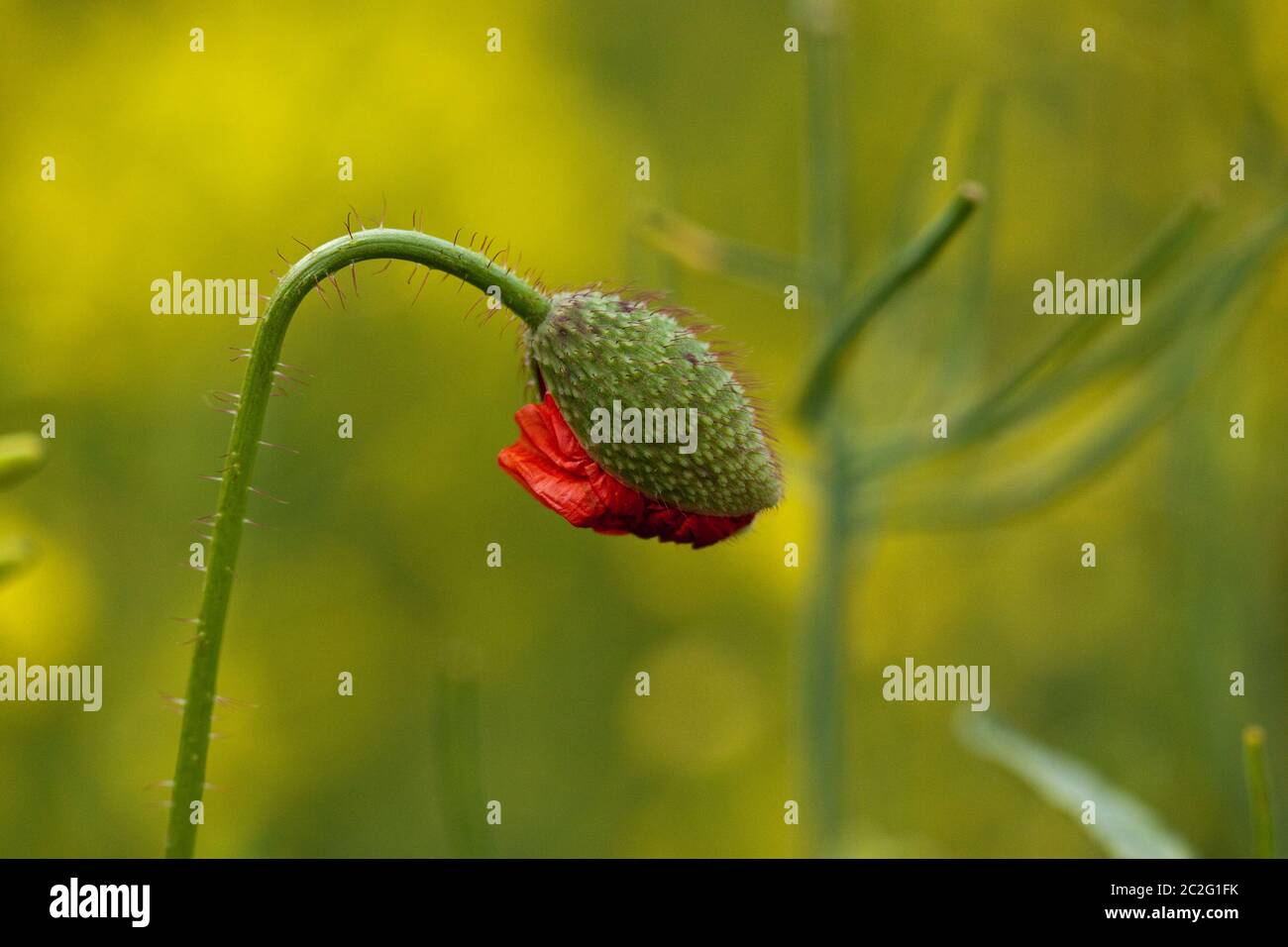 corn poppy, corn rose (Papaver rhoeas Stock Photo - Alamy
