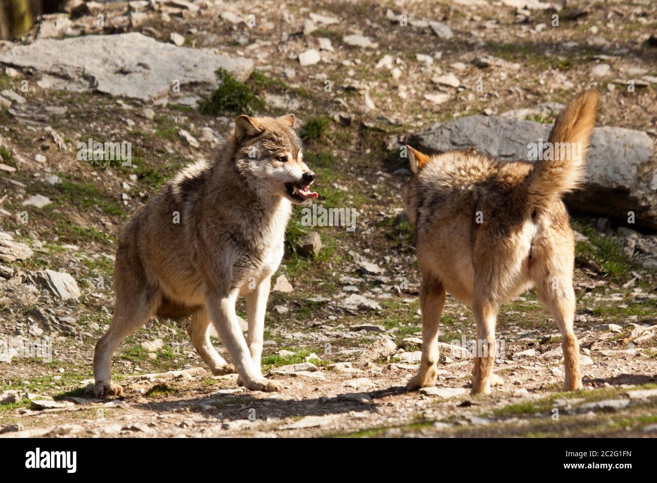 Eastern Wolf or american grey wolf (Canis lupus lycaon Stock Photo - Alamy