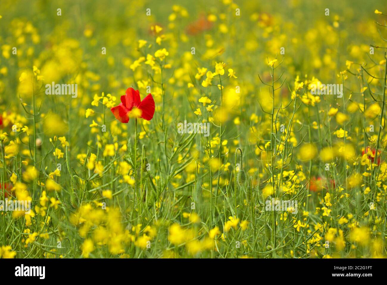 Poppy corn hi-res stock photography and images - Alamy
