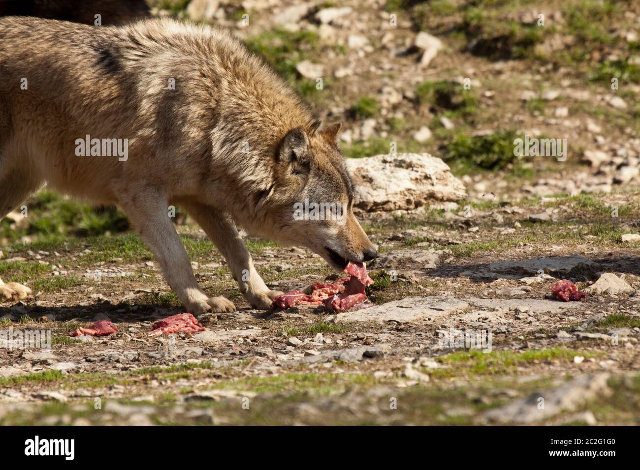 Eastern Wolf or american grey wolf (Canis lupus lycaon Stock Photo - Alamy