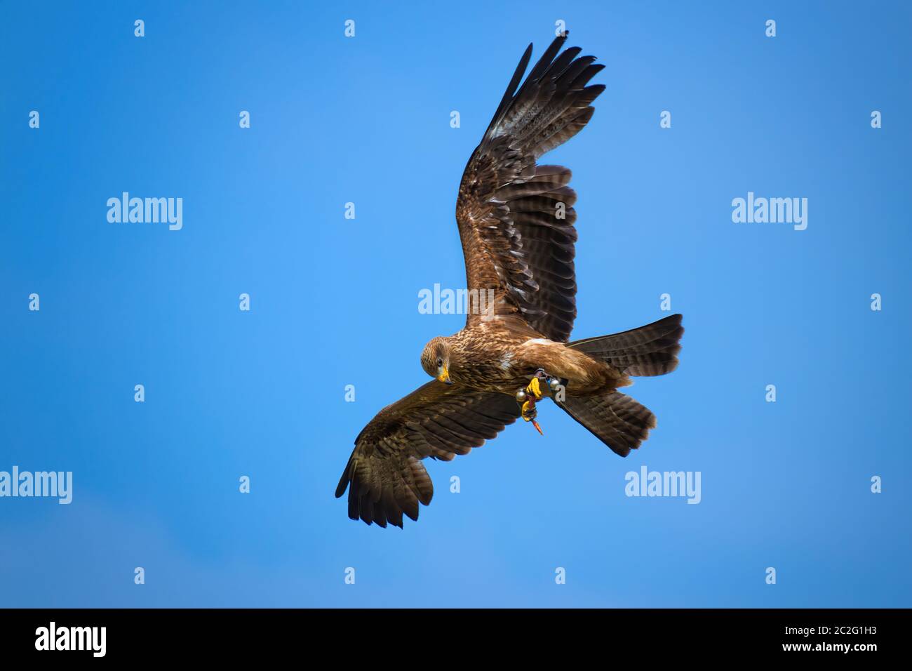 Bird of prey on hunt Stock Photo - Alamy