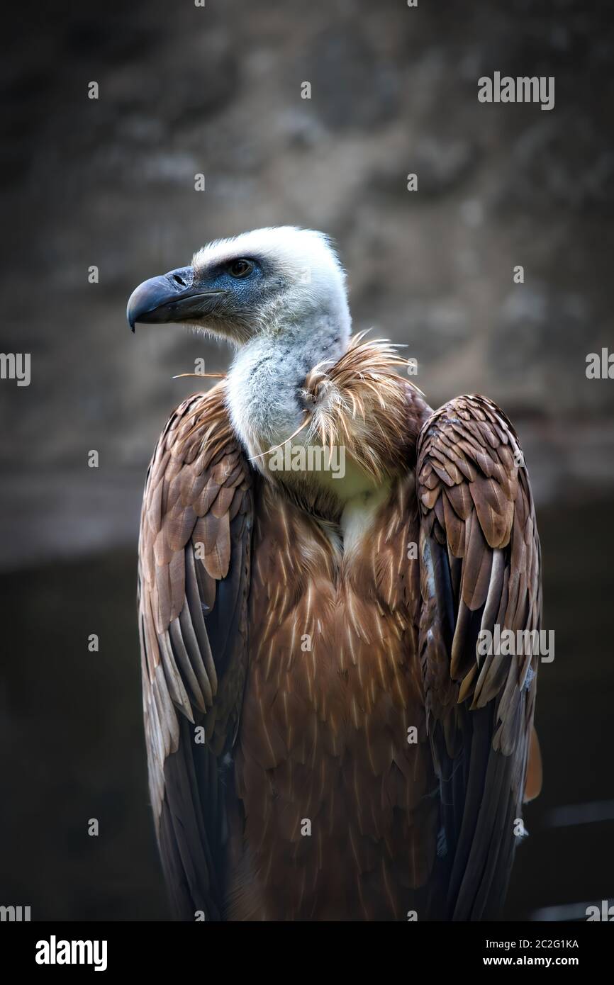 Vulture in pose Stock Photo - Alamy