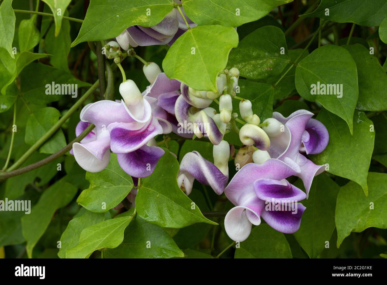 Vigna Caracalla - snail vine Stock Photo - Alamy