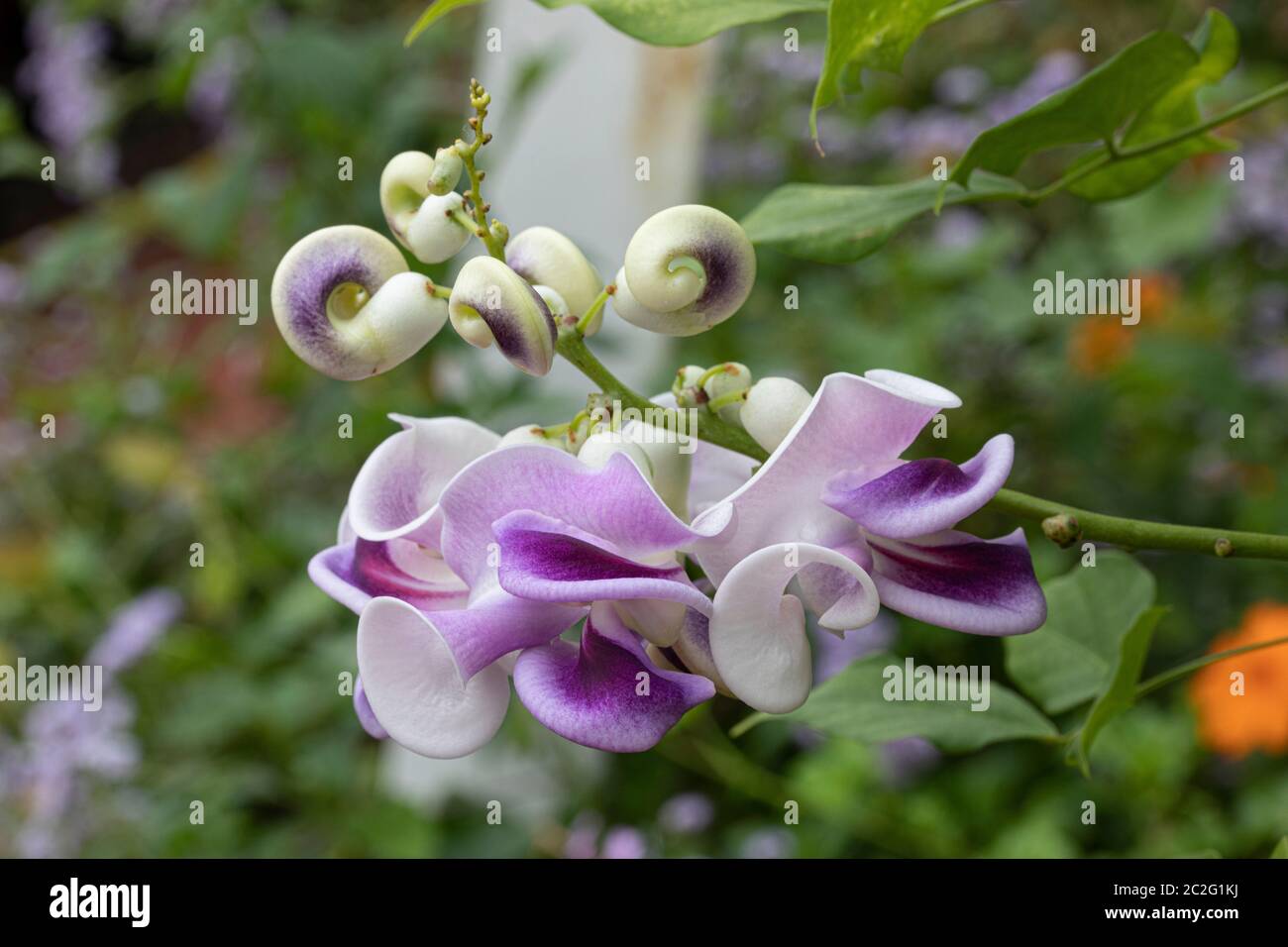 Vigna Caracalla - snail vine Stock Photo - Alamy