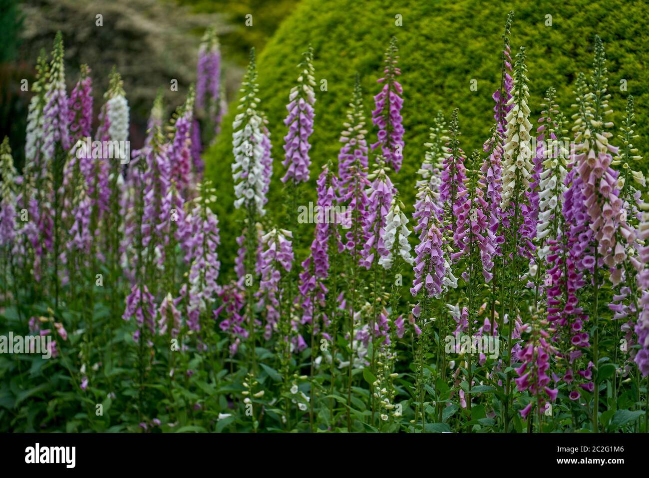 multicolor Digitalis purpurea, the foxglove or common foxglove flowers ...