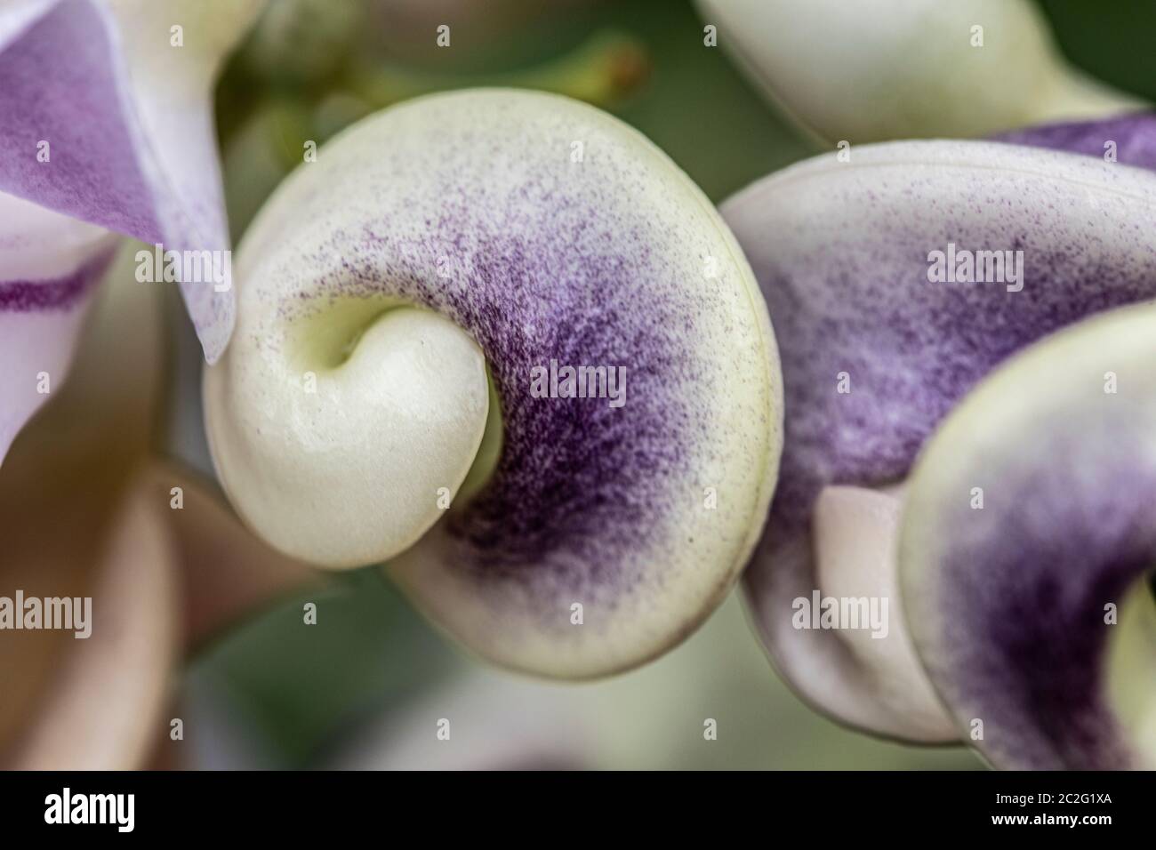 Vigna Caracalla - snail vine Stock Photo - Alamy