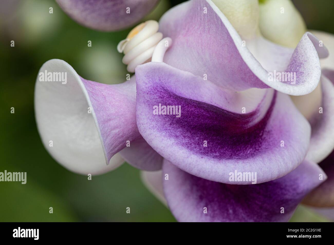 Vigna Caracalla - snail vine Stock Photo - Alamy