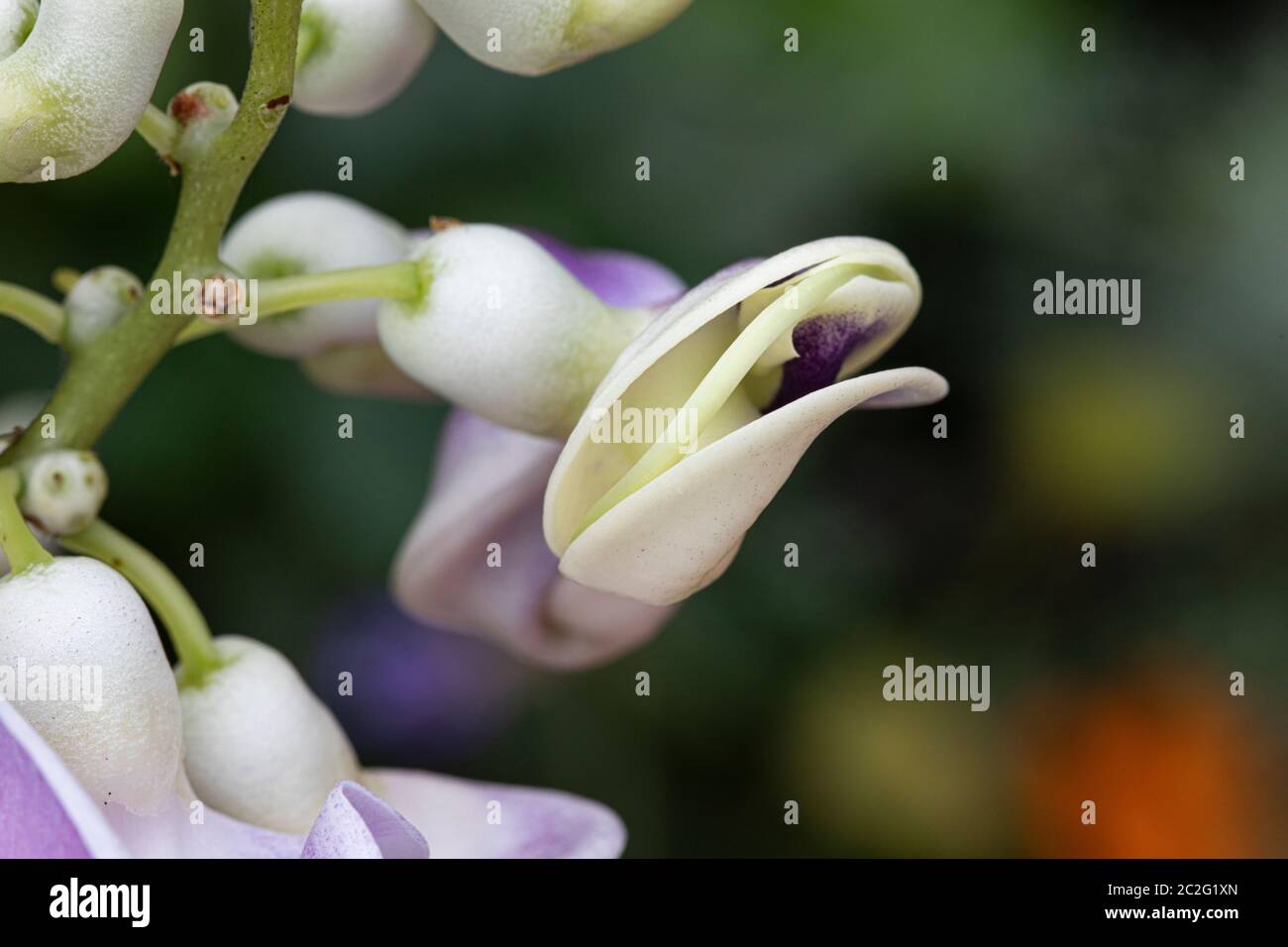 Vigna caracalla hi-res stock photography and images - Alamy