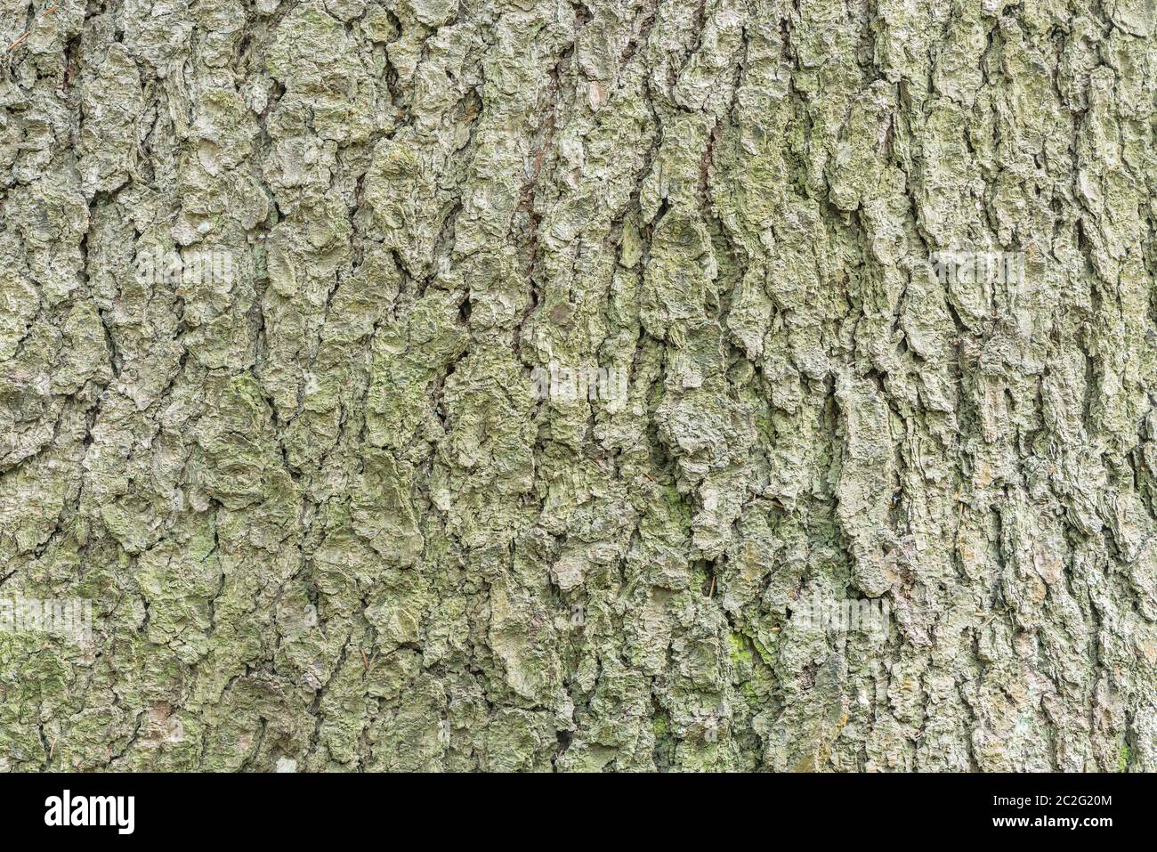 Spruce tree bark texture. Surface of the old tree trunk Stock Photo - Alamy