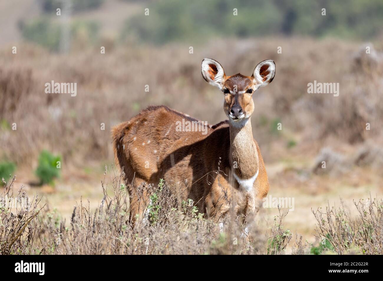 female of endemic very rare Mountain nyala, Tragelaphus buxtoni, big ...
