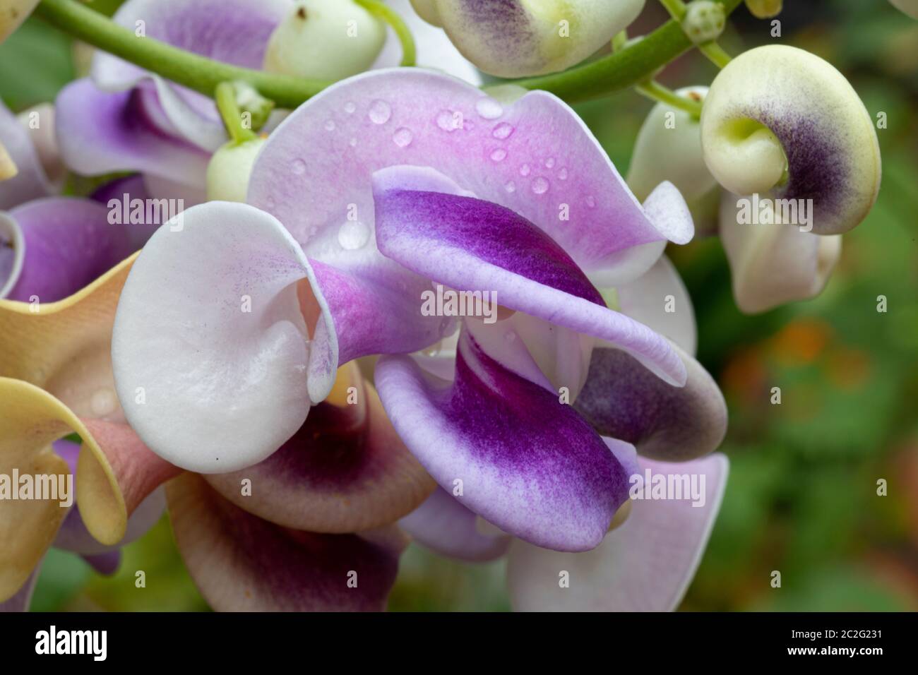 Vigna Caracalla - snail vine Stock Photo - Alamy